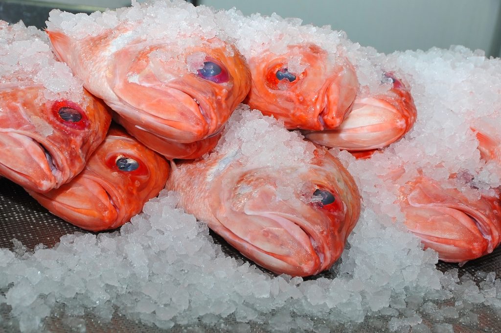 Fresh Fish - Great Southern Seafood