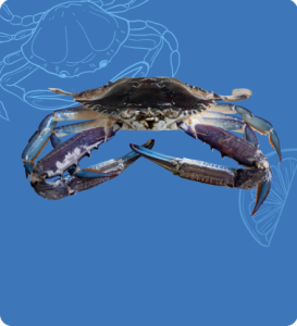 Fresh Seafood Albany - Great Southern Seafood