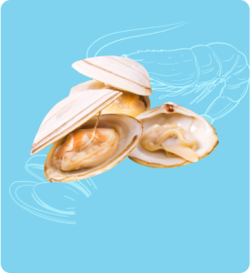 Fresh Seafood Albany - Great Southern Seafood